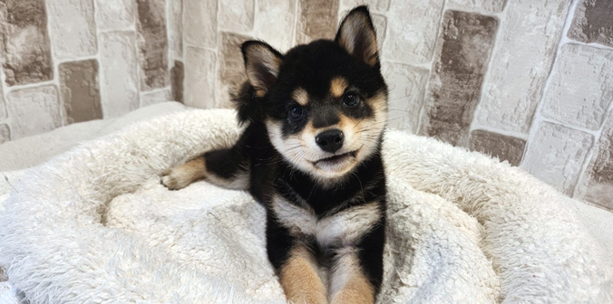 里親探し活動 │ペッツファースト公式サイト